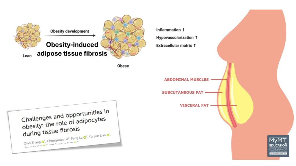 New Research on Fat and Fibrosis (Scar Tissue) in Overweight and Obese ...