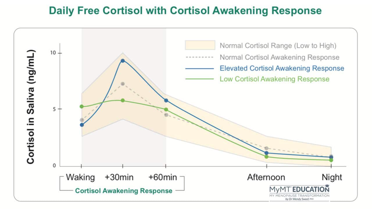 cortisol stress hormone function
